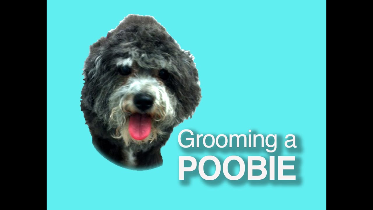 GROOMING YOUR POOBIE - YouTube