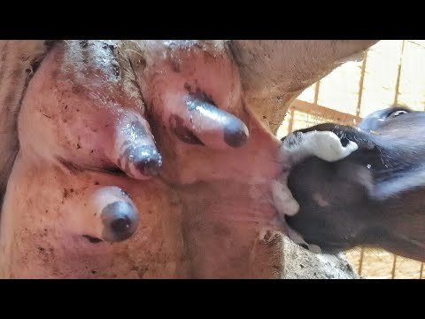 The most amazing video you can watch of a calf feeding from its mothe