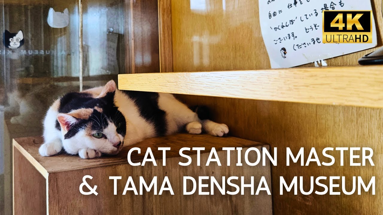 Japan Cat Station Master & Tama Densha Museum train #wakayama #tamaden ...