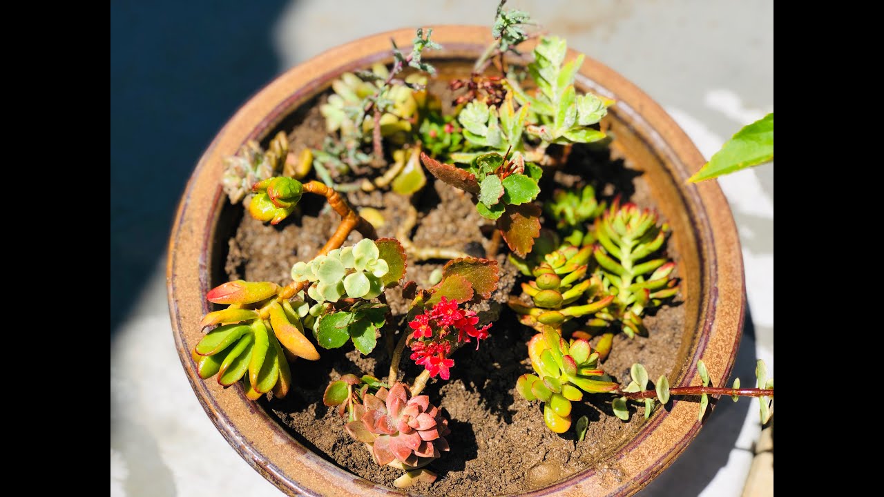 The Secrets of How to Grow Plants Fast - YouTube