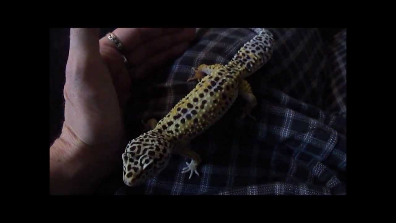 How I treated my Leopard Gecko back to health - YouTube