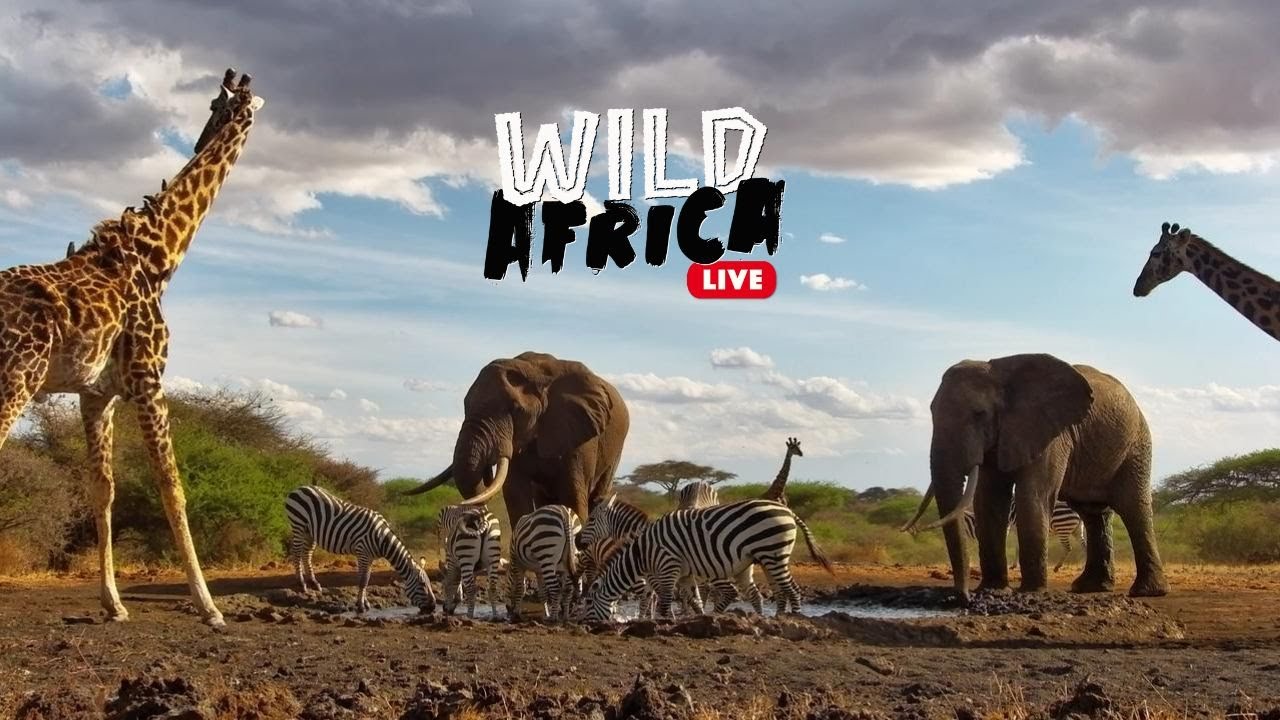 Amazing African Wildlife - Wild Africa LIVE - YouTube