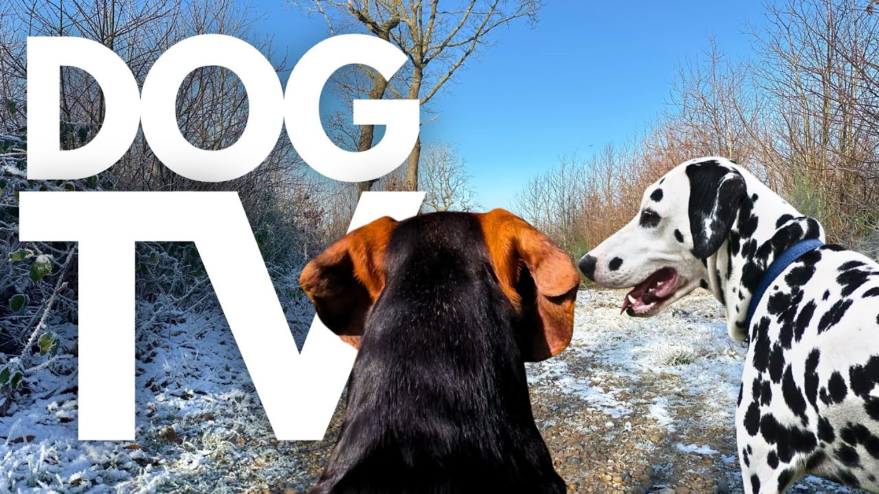 GoPro DogTV | 10hrs of Tranquil Virtual Dog Walks Through Frosty ...