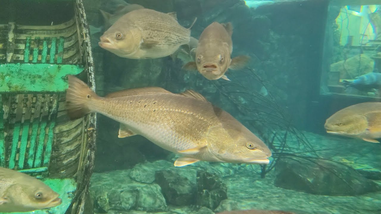 Fish at Bass Pro Shops Arundel Mills, Maryland - YouTube