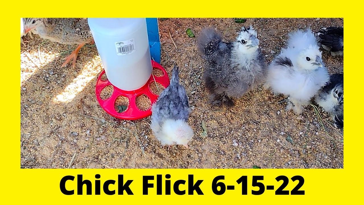 Silkie, Cochin, & Polish Chicks Growing 6-15-22 - YouTube