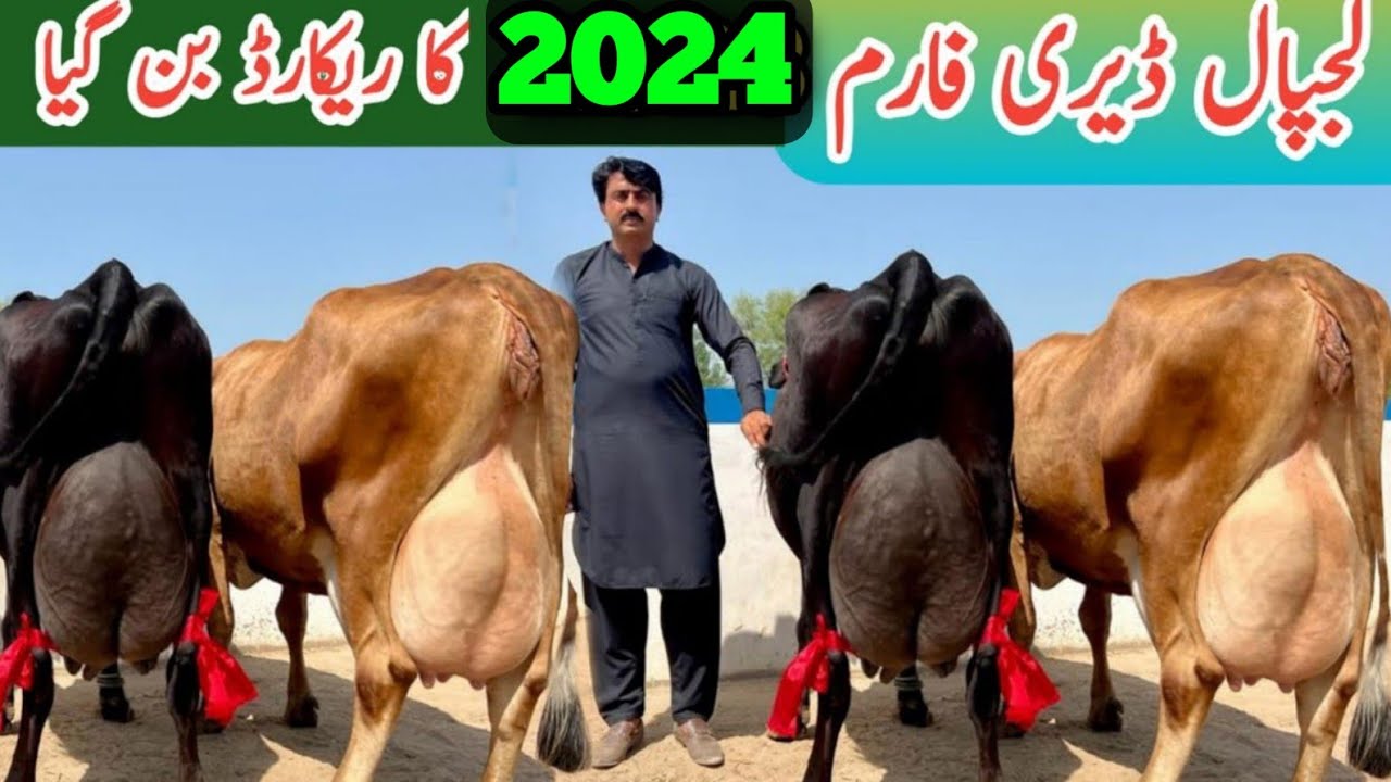 Lajpal Dairy Farm | Jersey cows | Australian Friesian cows | Top class ...