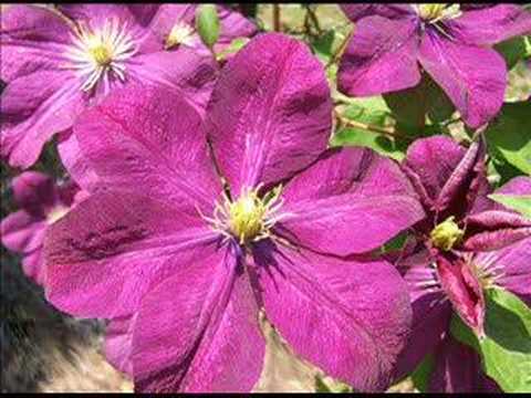 The Many Colors of the Clematis Plant - YouTube