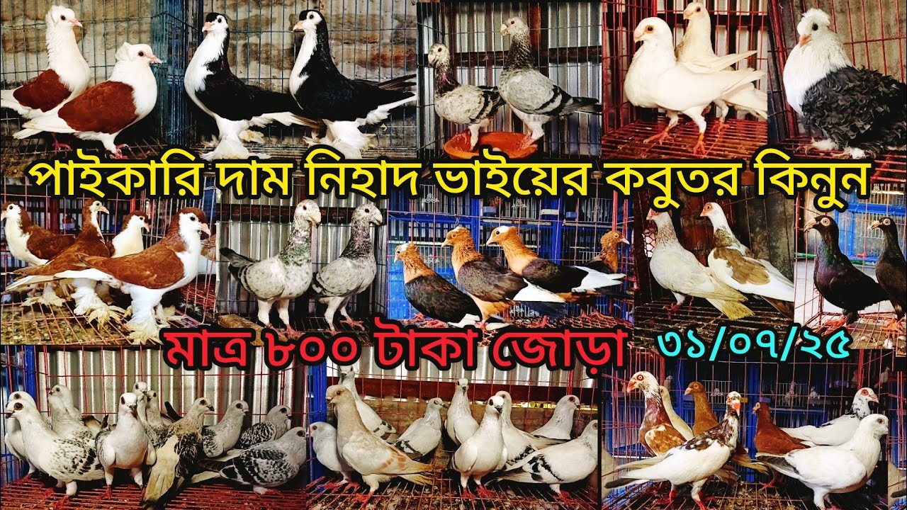 পাইকারি দামে কবুতর কিনুন নিহাদ ভাইয়ের | pigeon video | কবুুতর ...