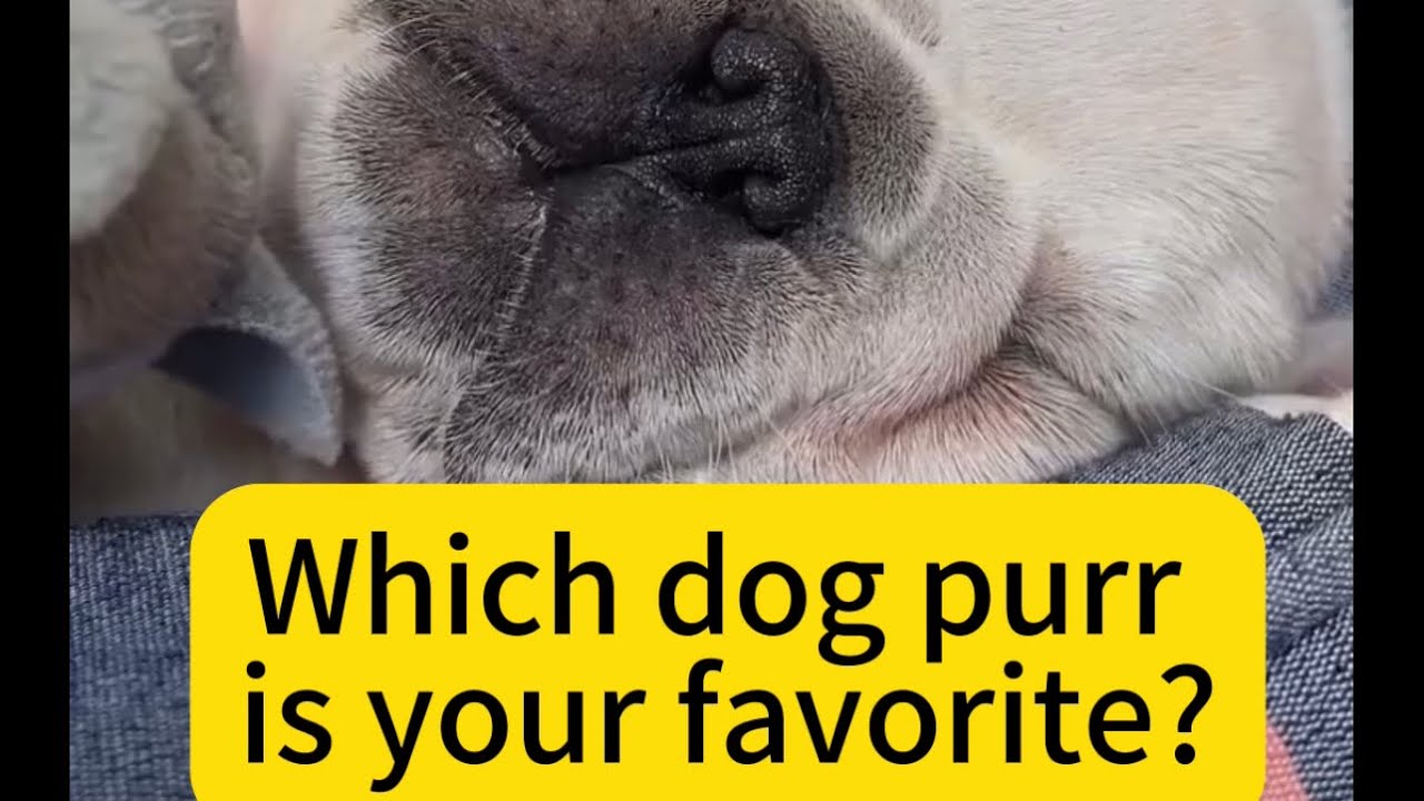 Dog purr！Sleepy dog！Cute！ #foryou #cute #funny - YouTube