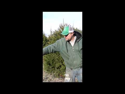 When To Cut Spruce Trees