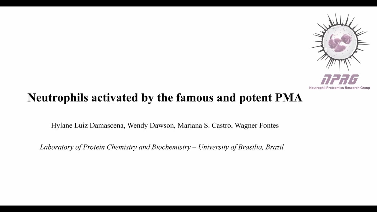Neutrophils Activated by the Famous and Potent PMA (Phorbol Myristate ...