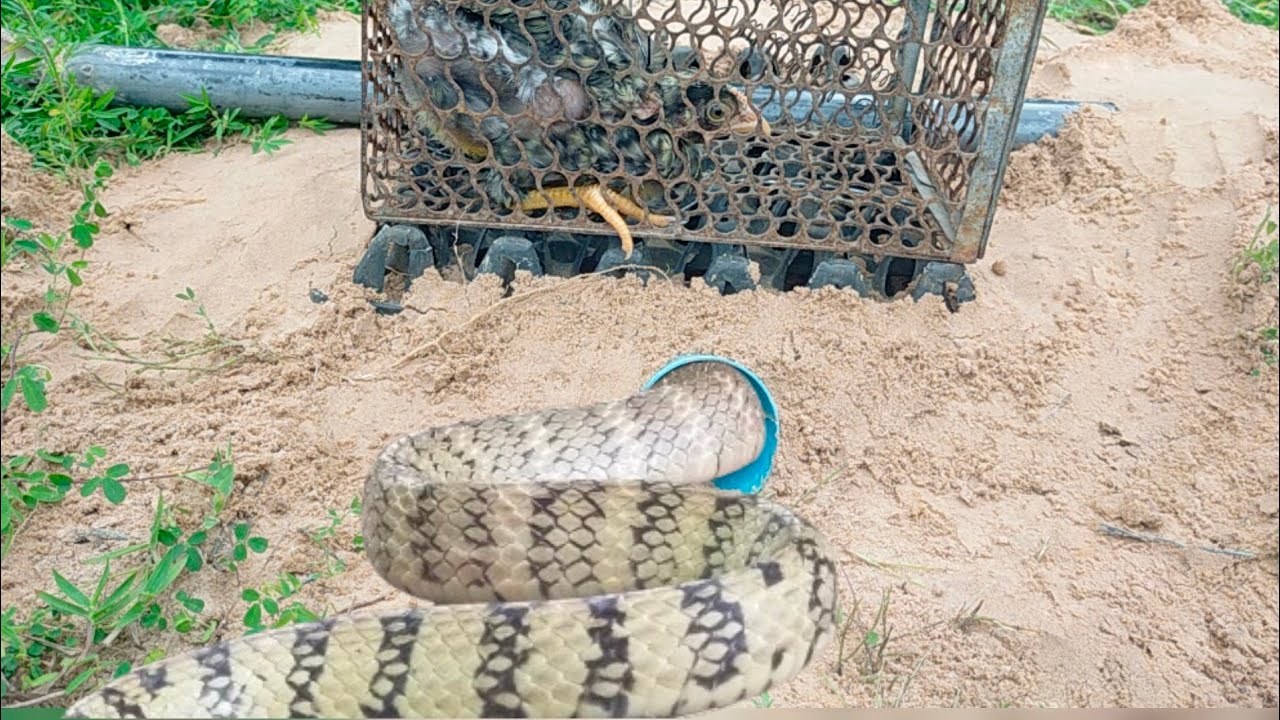 Take a look at the construction of underground snake traps made of ...