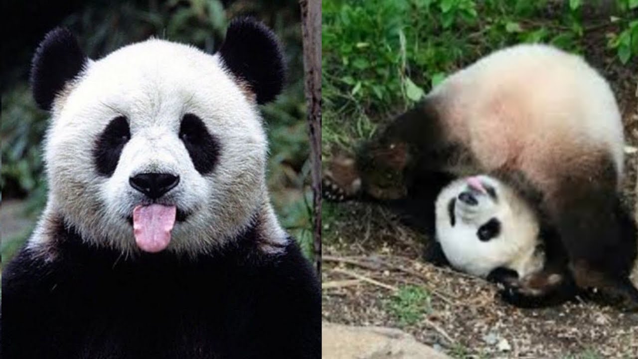 Cute and funny Panda videos Compilation #1 - YouTube