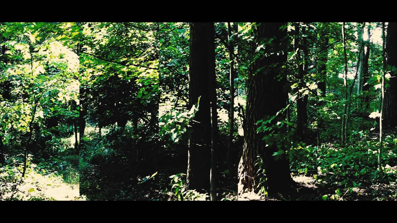 Free Video Loops - Windy Forrest 5 Panel Loop - YouTube