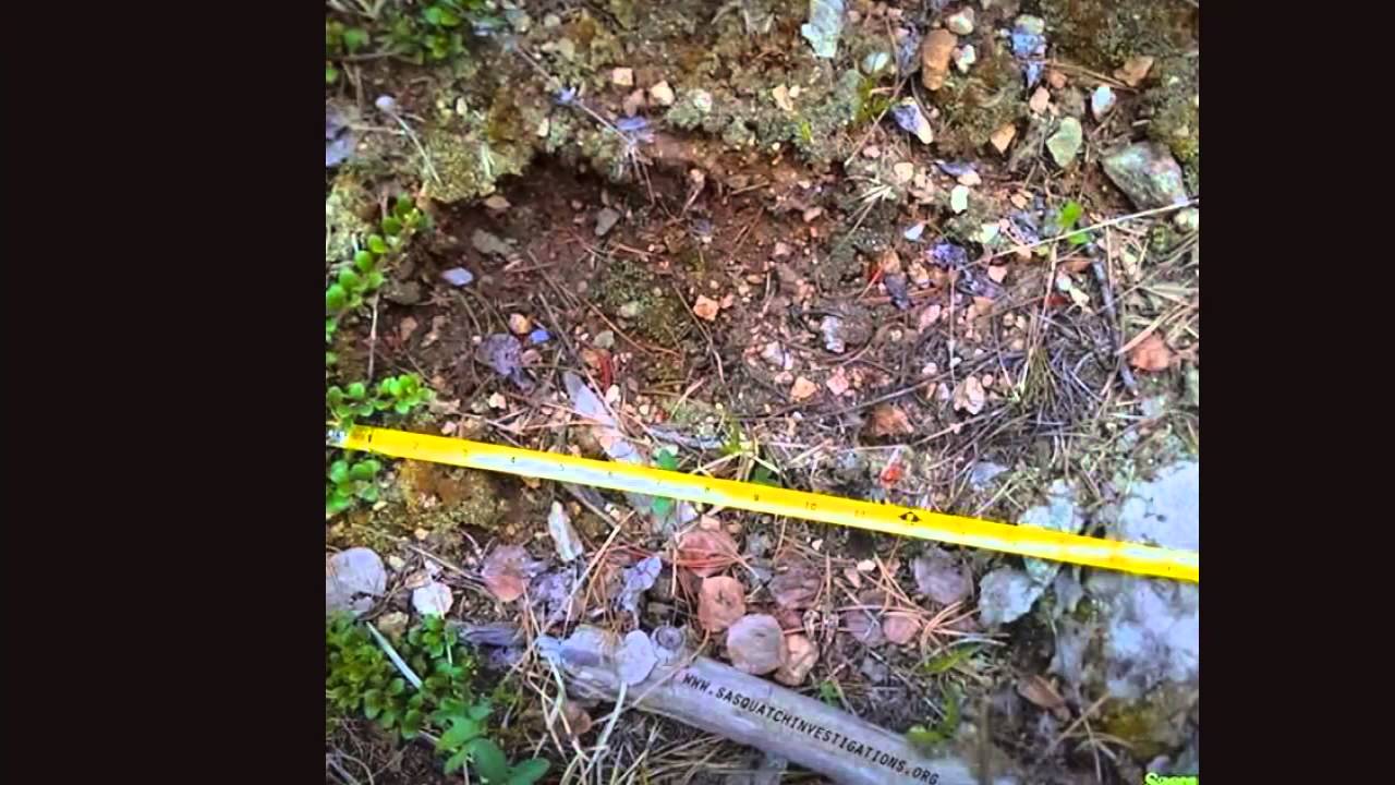 Colorado Sasquatch picture - YouTube