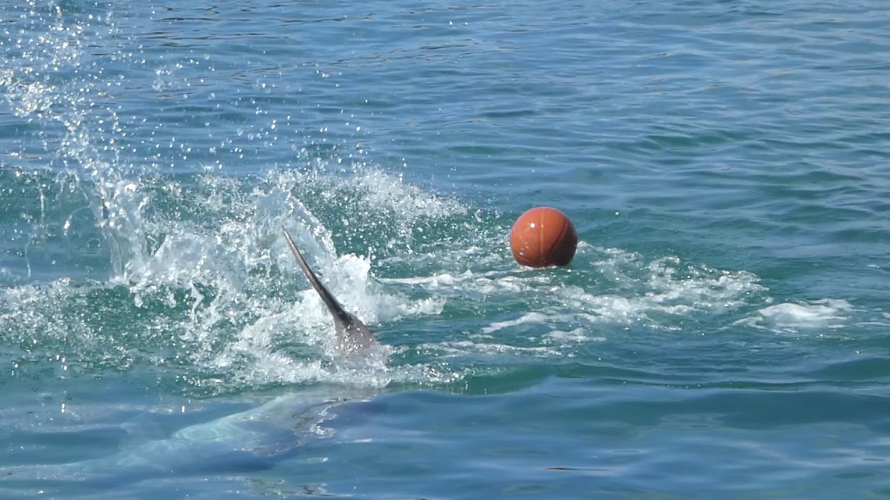 Dolphins playing with basketball - YouTube