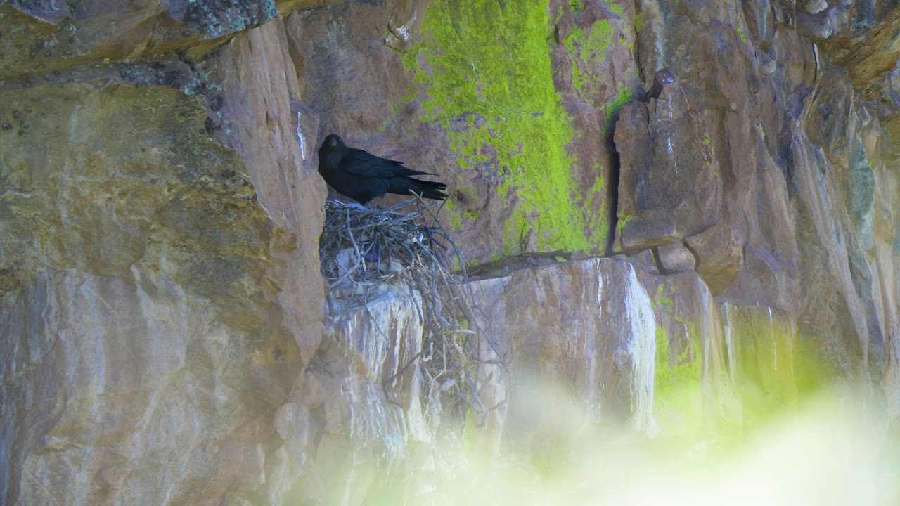 Raven Nesting on a Cliff (4K UHD) - YouTube