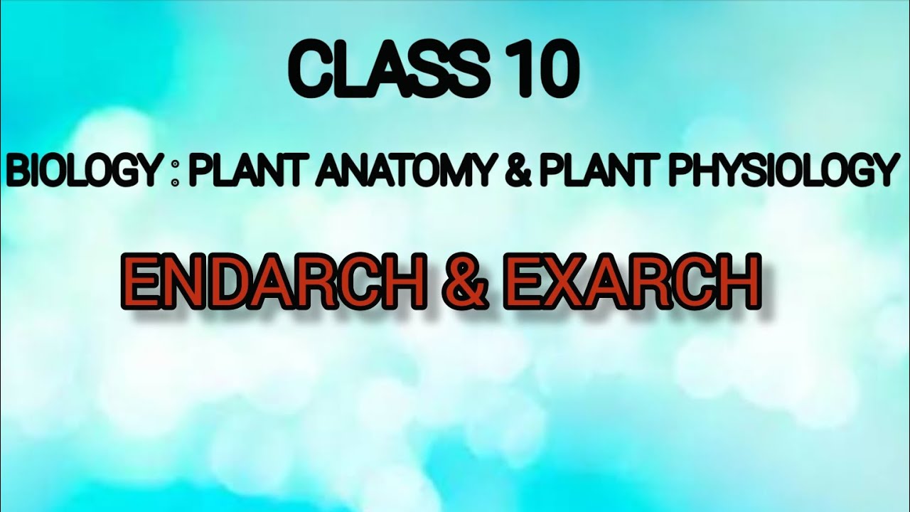 Plant anatomy and plant physiology | Endarch & Exarch | Class 10 ...
