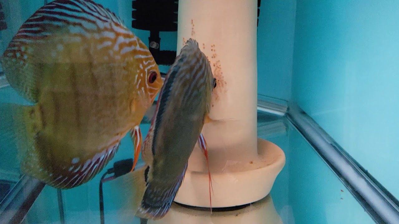 Red Alenquer Discus Fish Confirmed Breeding Pair - YouTube