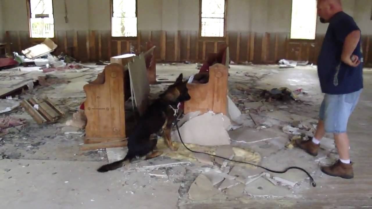 Bullocks K9 Training/Narcotics - YouTube