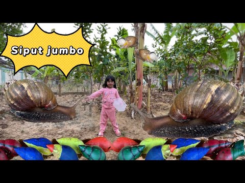 Mencari siput bekicot pelangi part 4,Berburu siput bekicot,hunting snail(the snail,hunting snail ...