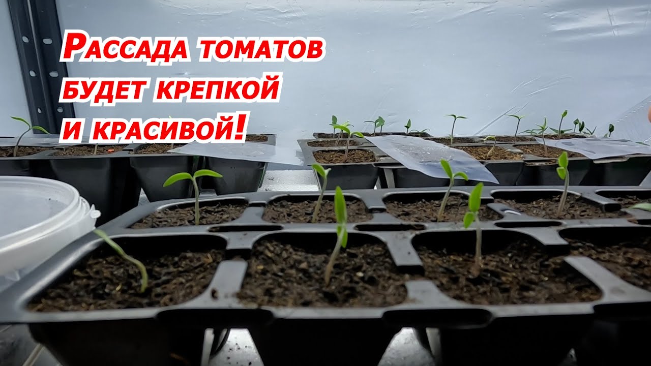 Появились всходы томатов? Срочно сделайте эти ПЯТЬ простых шагов! - YouTube