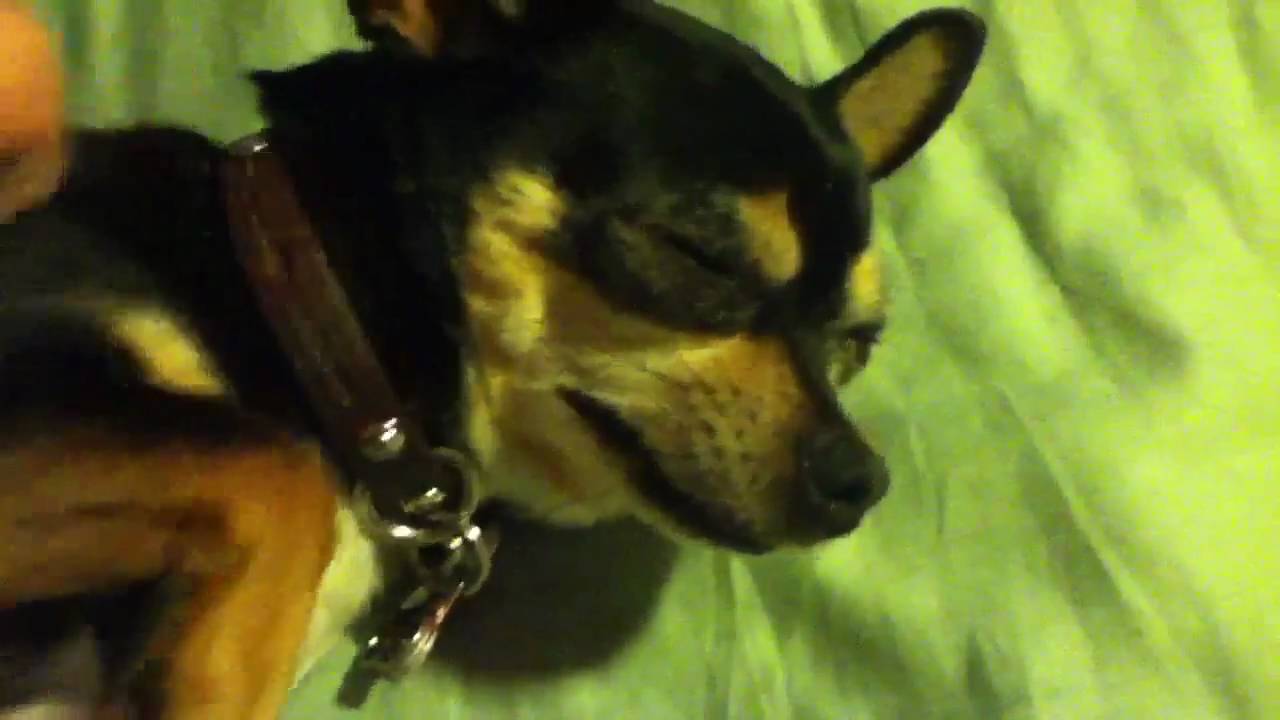 The Skippy Show: Good Morning Skippy! - YouTube