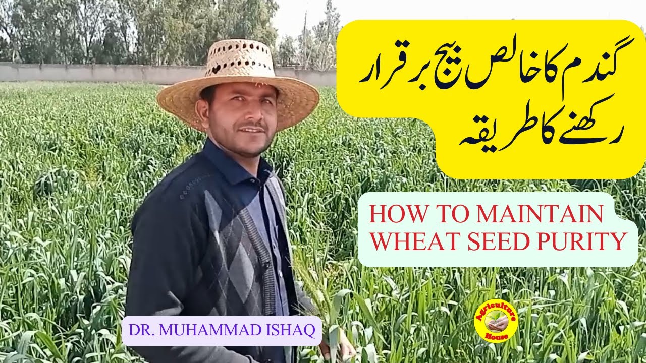 How to Maintain Wheat Seed Purity/ Maintaining Wheat seed Purity - YouTube