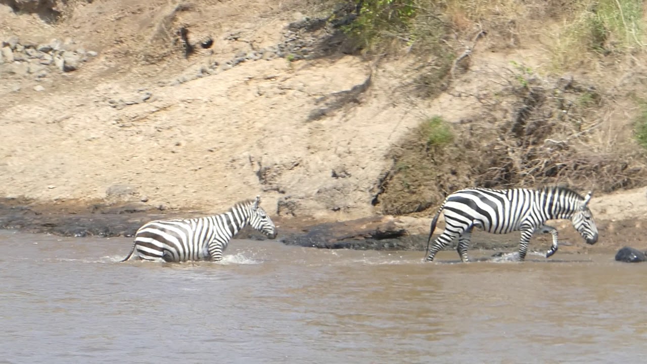Masai Mara River Crossing Migration 2018 1 - YouTube