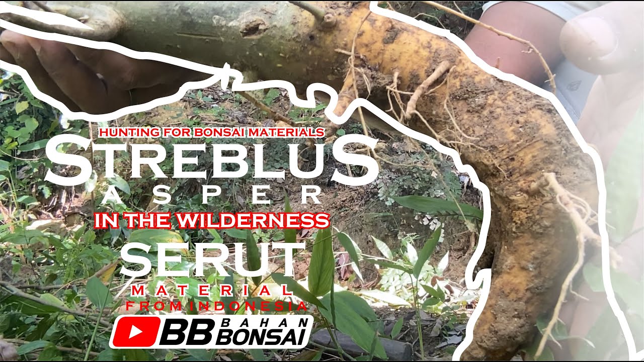 hunting for bonsai trees, getting good bonsai materials, dongkel calon ...