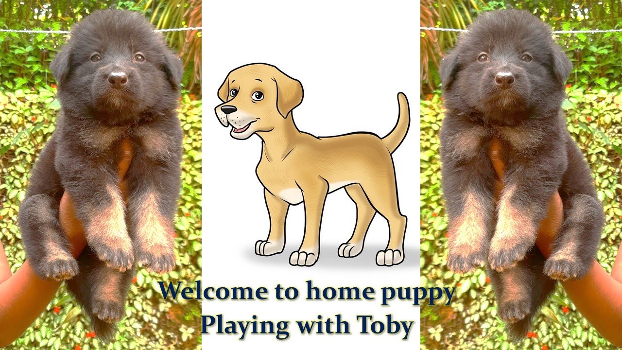 Meet my new puppy - The first day at home - Playing with toby - YouTube