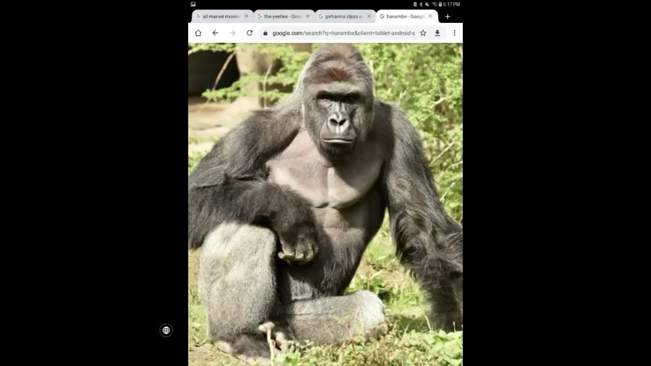 the real reason harambe died - YouTube
