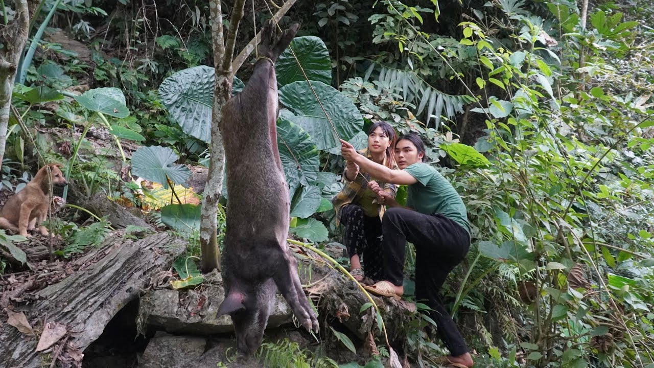 Discovered new traces of wild boar, set traps with wife to catch them ...