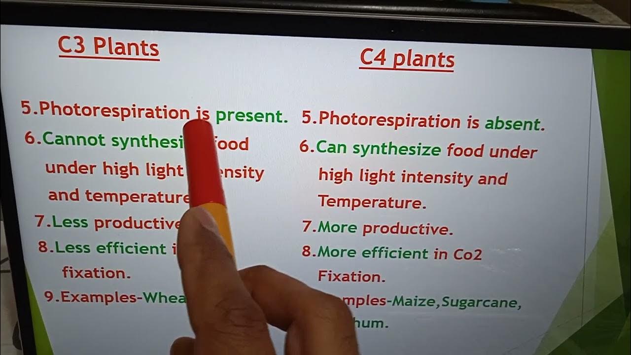 Comparison of C3 and C4 Plants - YouTube