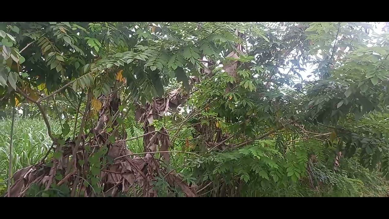 eto ang sekrito nang kakawate tree sa ating sakahan / madre cacao - YouTube