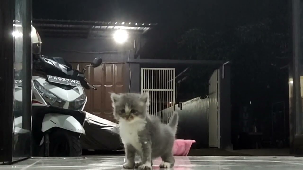 KUCING LUCU - YouTube