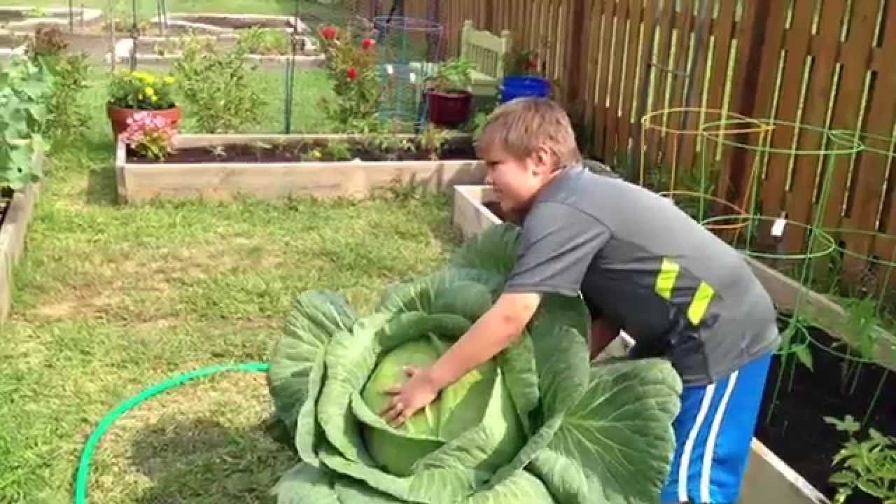 Bonnie 3rd Grade Giant Cabbage Project 2013 - YouTube