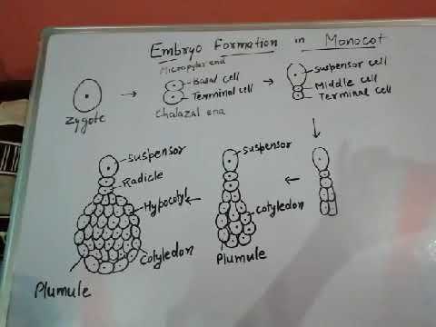 Embryo formation in monocot plants / class 12th - YouTube