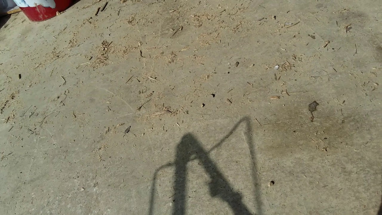 Comment élever un caneton ? - YouTube