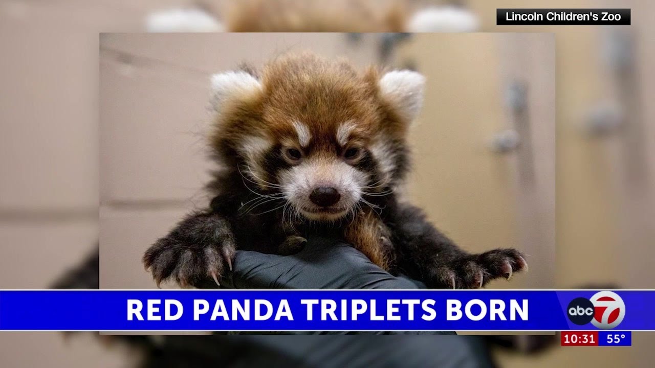 Triplet red pandas born at the Lincoln Childrens Zoo - YouTube