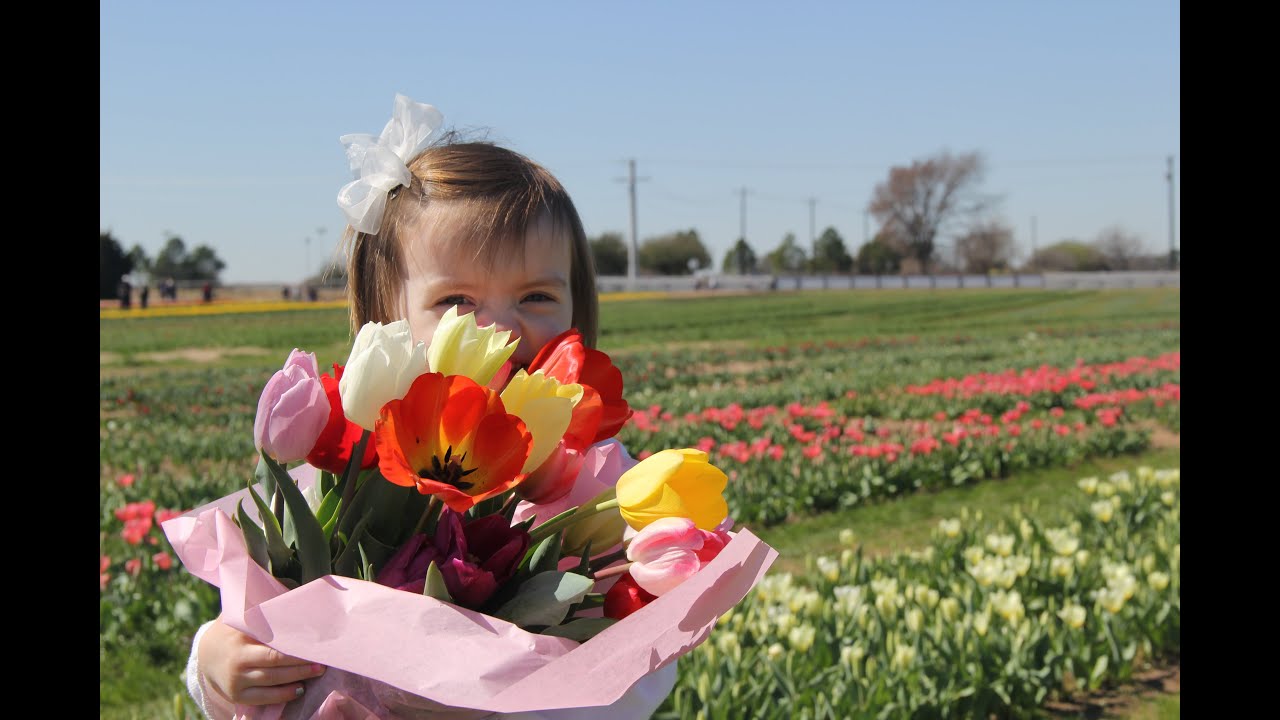 Texas Tulip Farm 2016 - YouTube