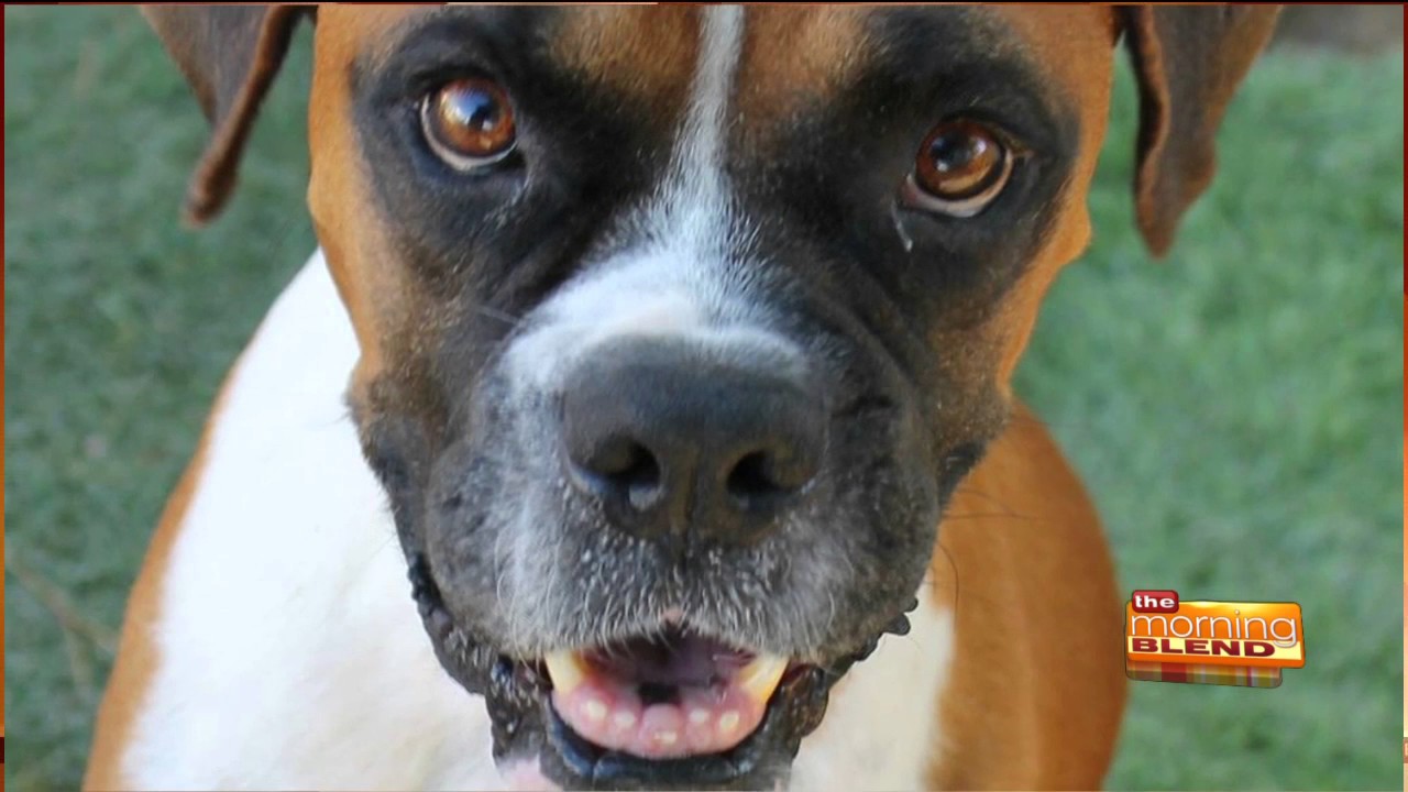 Pima Paws For Life 02/02/17 - YouTube