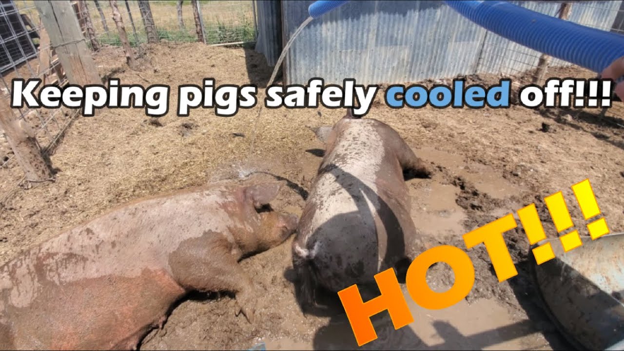 Pigs | IMPORTANT | Keeping pigs safely cooled off!!! - YouTube