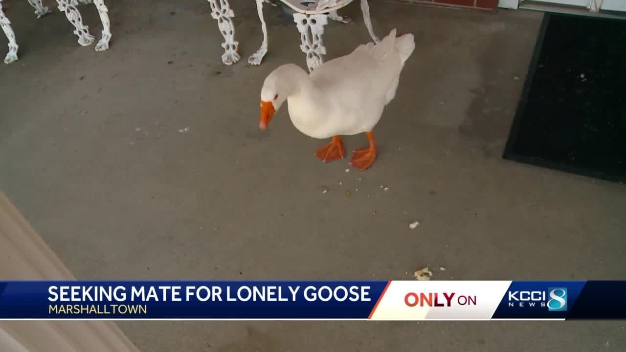 Meet Blossom, the lonely Iowa goose - YouTube