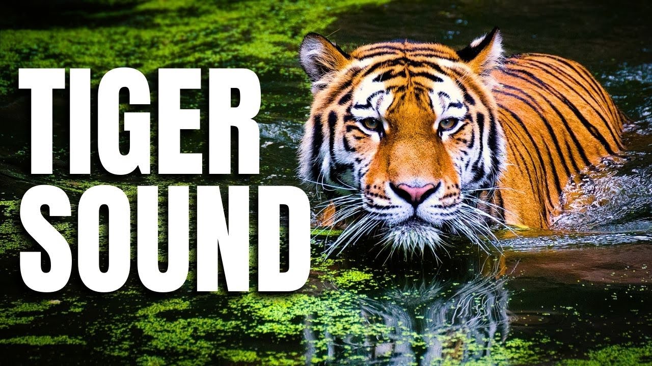 Awesome Tiger Voice Sound | Roar of Lion | Love Pets - YouTube