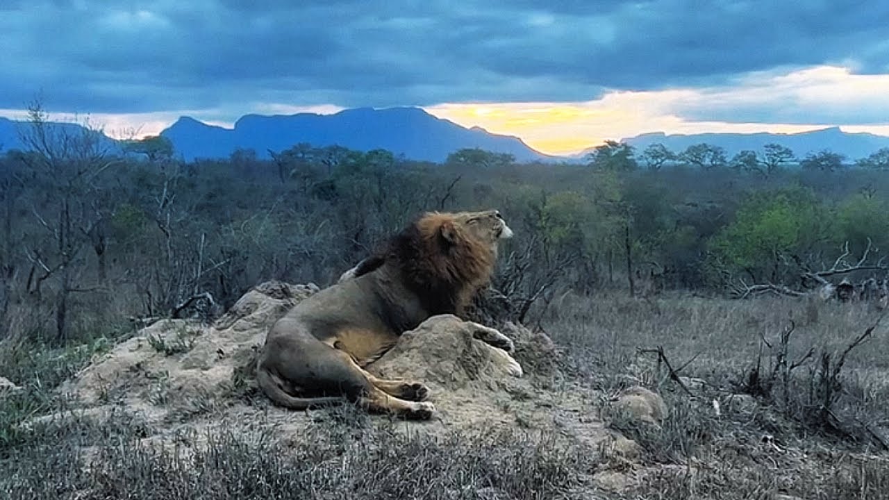 1/4 Black Dam Male Lion Roaring in a Beautiful Scenery | 10 November ...