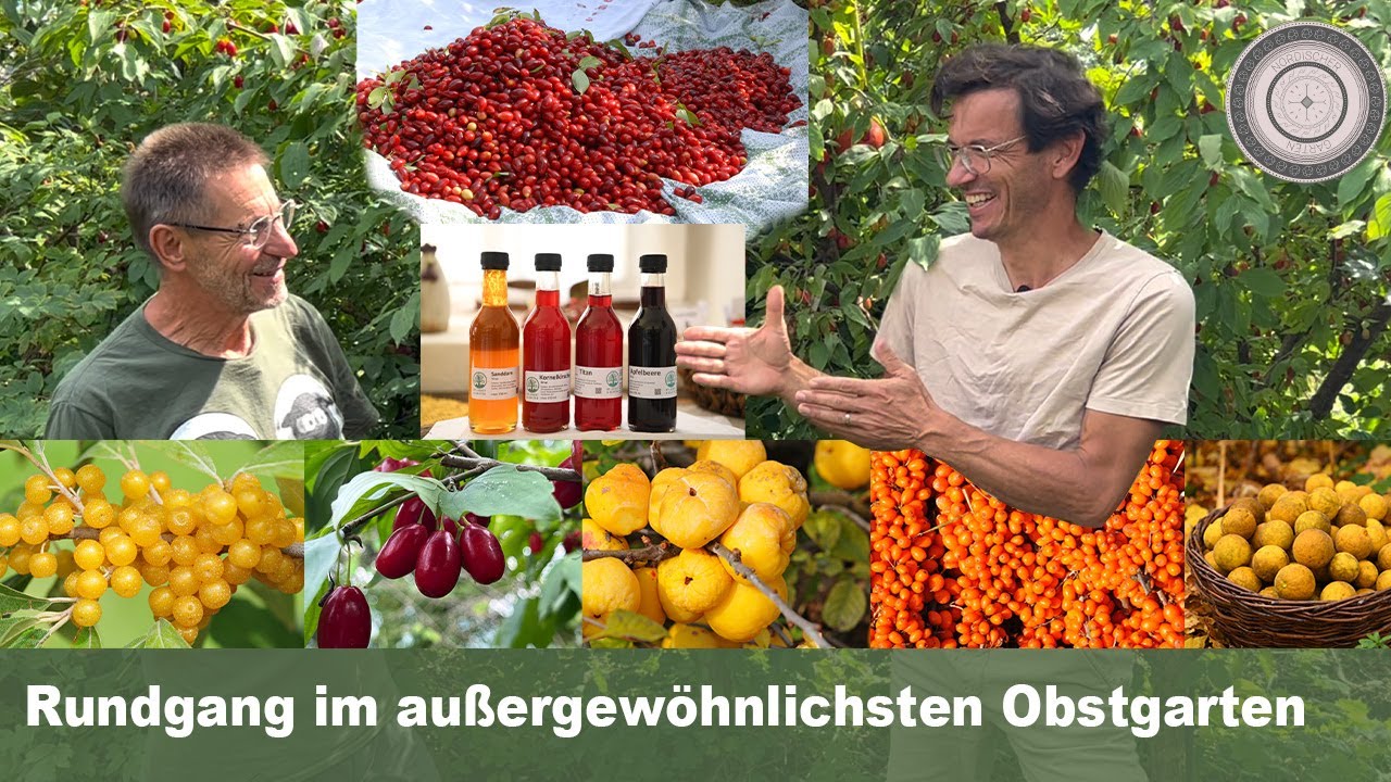Inspirierender Rundgang im Wildobstgarten, Obstverwertung, Obst für trockene Böden ...