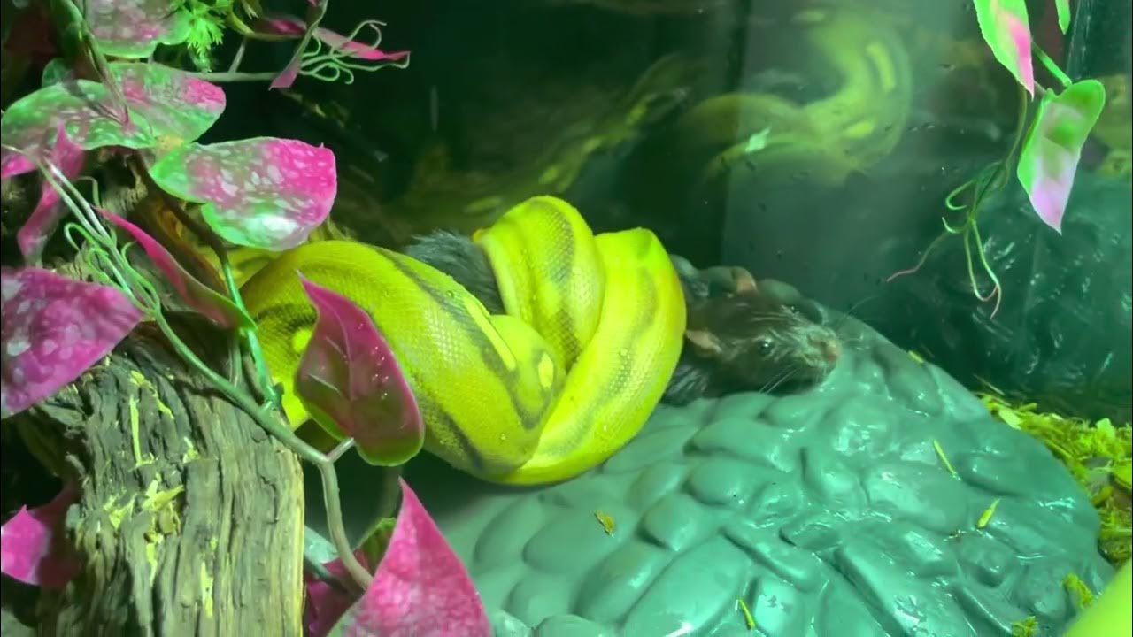 ⚠️ RETICULATED PYTHON LIVE FEEDING!! - YouTube