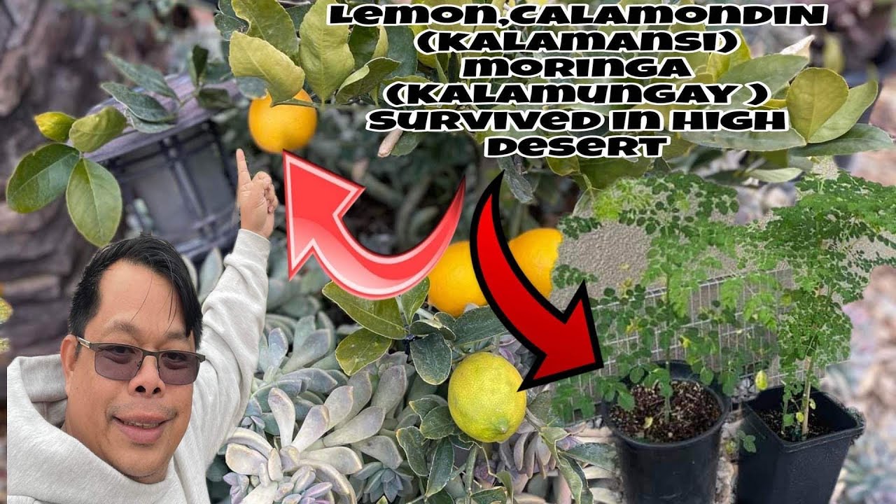 LEMON ,CALAMONDIN (KALAMANSI) , MORINGA (KALAMUNGAY ) SURVIVED IN HIGH ...