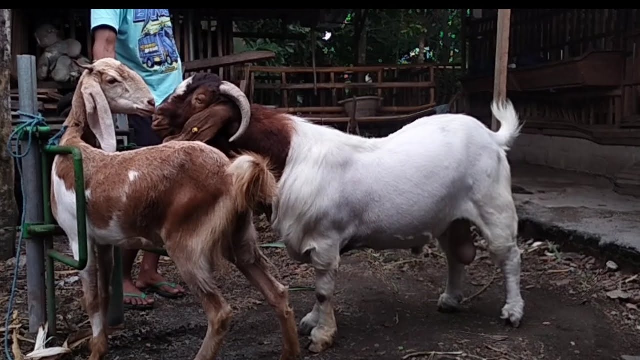 Boer goat crosses with sirohi goat in farm | Goat farming in village ...